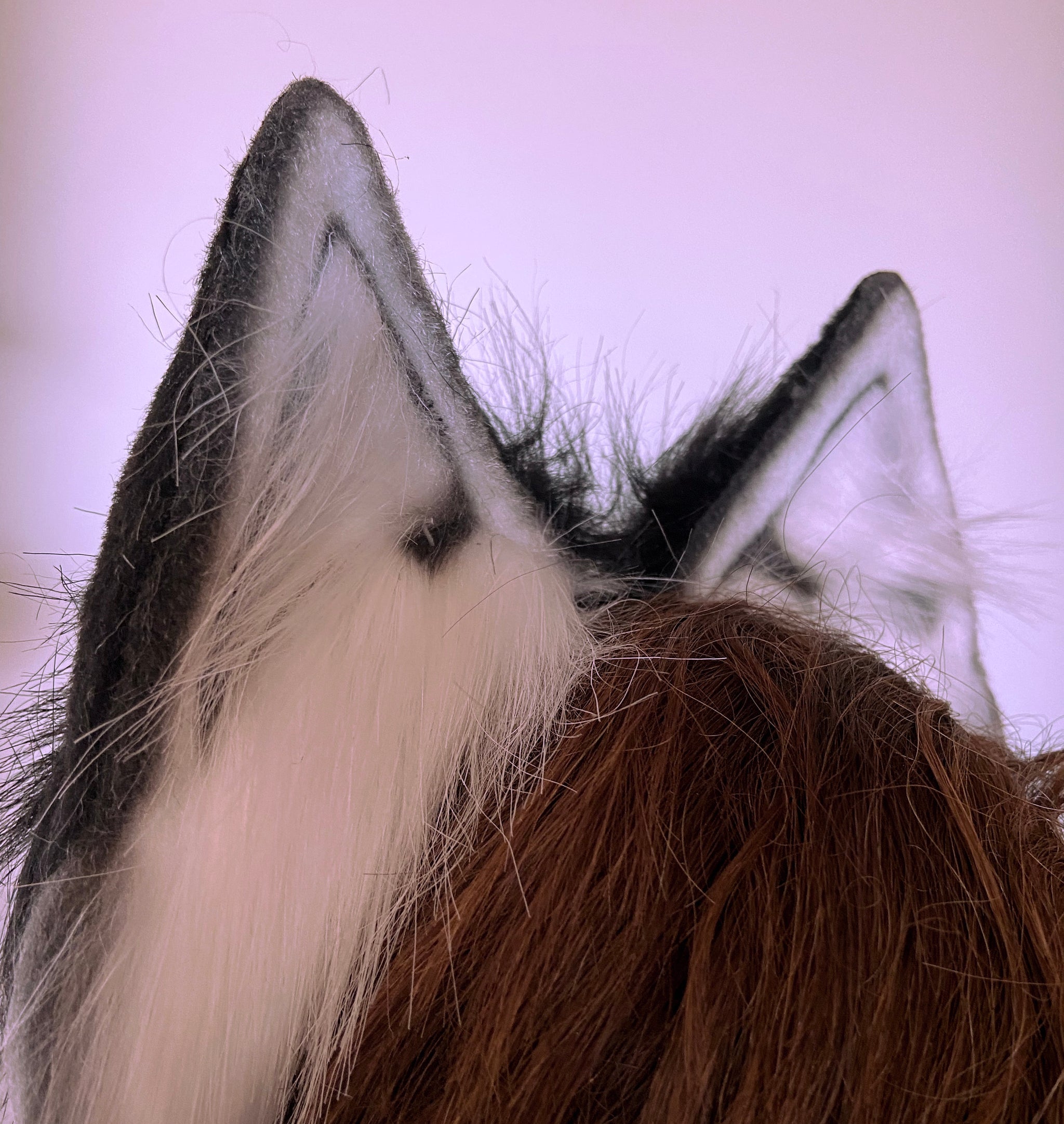 Kuro Shiro Furry – chaoko